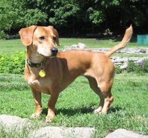 Amazing Dachshund Mix Dogs - dachshund-central