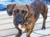Amazing Dachshund Mix Dogs - dachshund-central