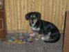Amazing Dachshund Mix Dogs - dachshund-central