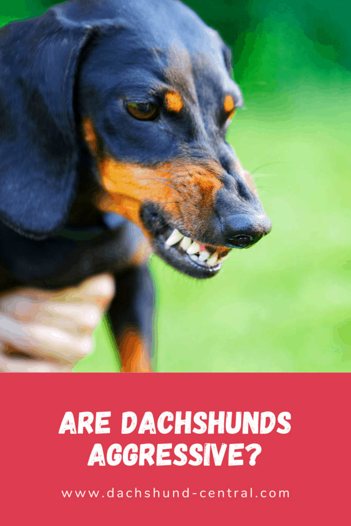 Are dachshunds aggressive? - dachshund-central