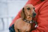 Do dachshunds get cold easily? - dachshund-central