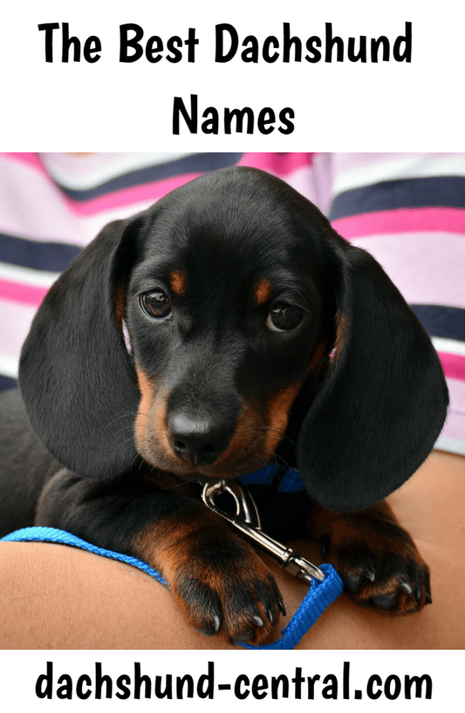 The Best Dachshund Puppy Names - dachshund-central