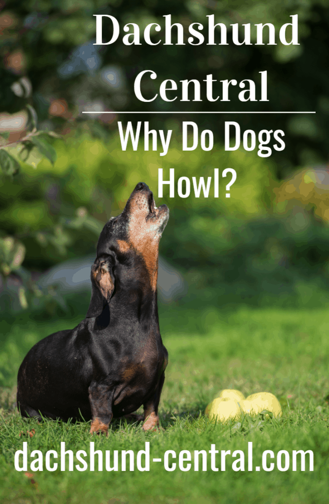 Why Do Dogs Howl? 10 Reasons Behind the Howl (Vet-Backed)