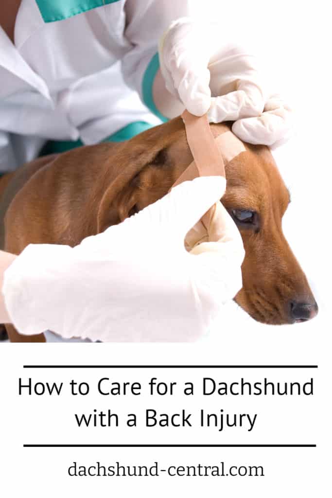 How to Care for a Dachshund with a Back Injury - dachshund-central