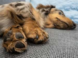 Why does my dachshund stink? - dachshund-central
