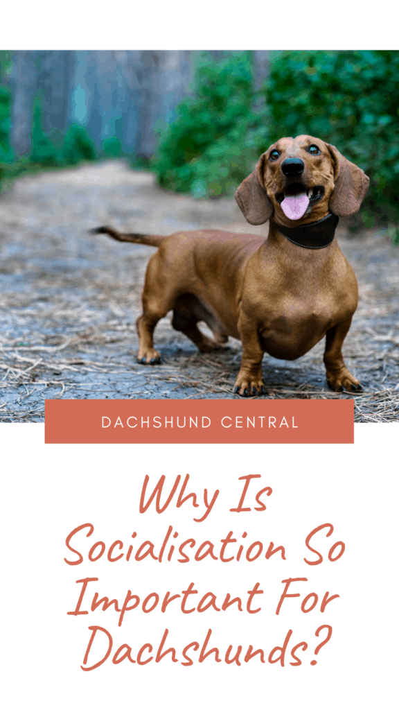 Why Is Socialization So Important For Dachshunds? - dachshund-central
