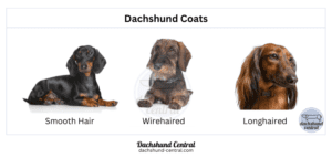 Types of Dachshunds: Sizes, Coats, Colors & Patterns Explained