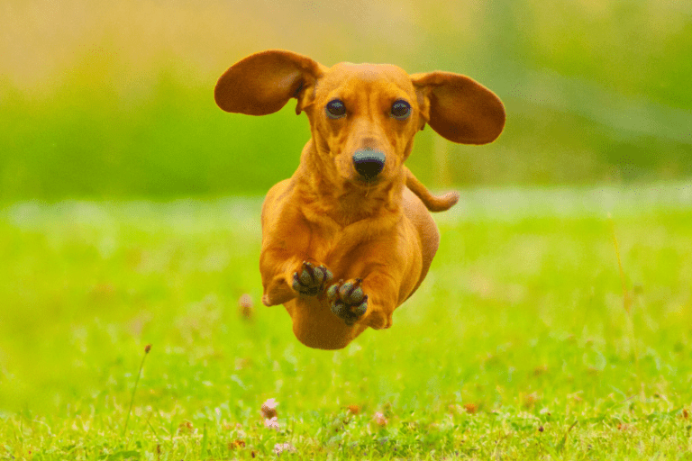 An Introduction to Dachshund Racing - dachshund-central
