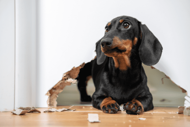 Dachshund Behavior Problems & How to Correct Them - dachshund-central
