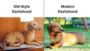 The Fascinating History of the Dachshund: Origins, Wars & Legacy