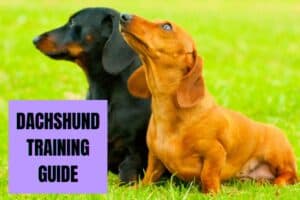 Dachshund Training Guide: Tips & Tutorials to Train a Dachshund ...