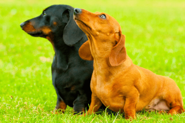 Dachshund Behavior Problems & How to Correct Them - dachshund-central