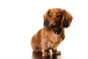 Grooming Long-Haired Dachshunds: Complete Step-by-Step Guide