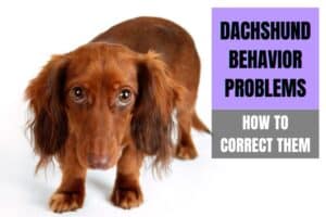 Dachshund Behavior Problems & How to Correct Them - dachshund-central
