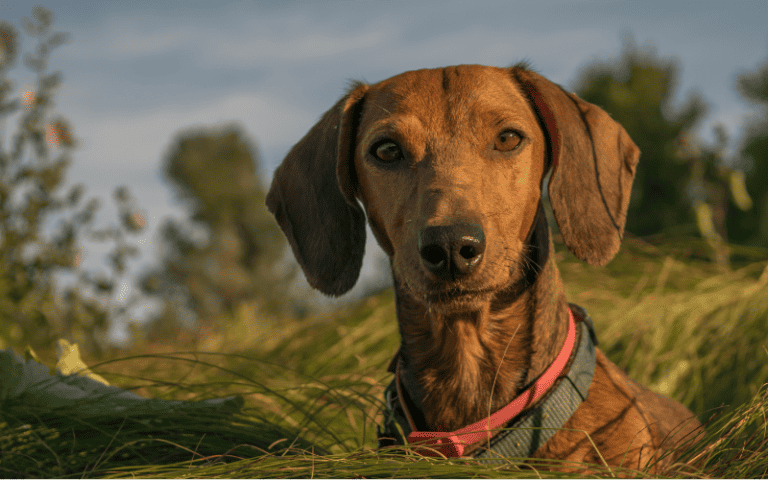 Understanding Possessive Aggression in Dachshunds - dachshund-central